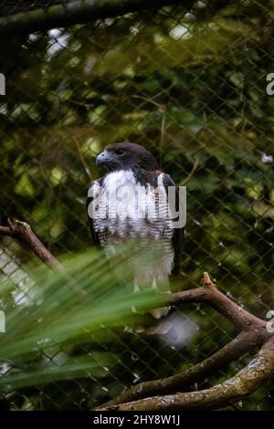 Closeup of a beautiful hawk at the Sapucaia Zoo Stock Photo - Alamy