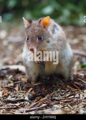 rufous rat-kangaroo, rufous bettong (Aepyprymnus rufescens), Australia ...