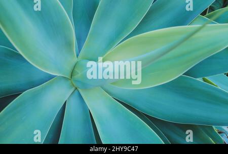 Agave green. Cactus backdround, cacti design or cactaceae pattern Stock ...