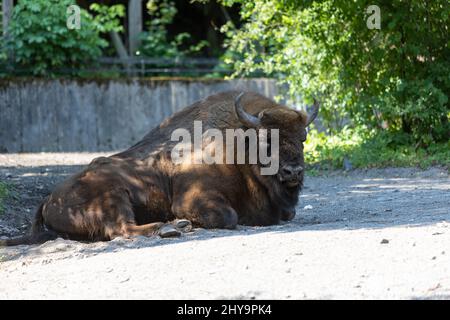 A huge bison resting on a shade under a tree Stock Photo - Alamy