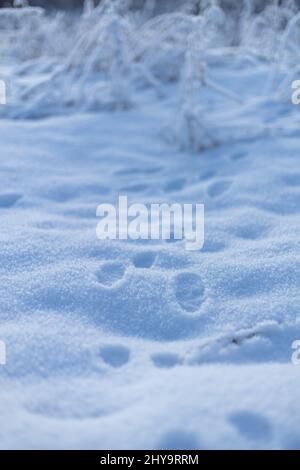 Closeup shot of footprints on white sand of Lencois Maranhenses, Brazil ...