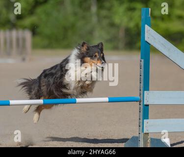 Closeup shot of a Shetland Sheepdog jumping over an agility hurdle ...