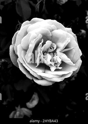 Grayscale shot of a rose on a monochrome background Stock Photo - Alamy