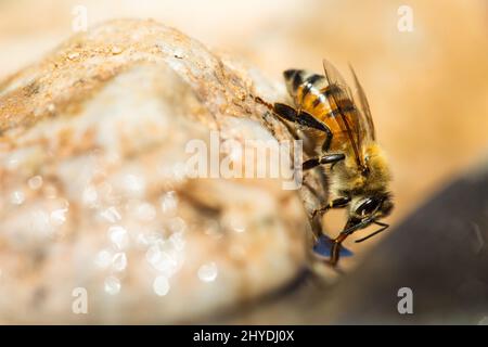 Macro view of an Africanized bee worker (Africanized honey bee or the ...