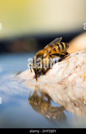 Vertical closeup of an Africanized bee worker (Africanized honey bee or ...