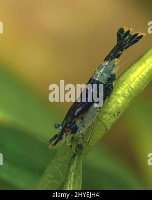 Closeup of exotic Neocaridina Shrimp Stock Photo - Alamy