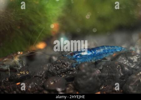 Closeup of exotic blue Neocaridina Shrimp Stock Photo - Alamy