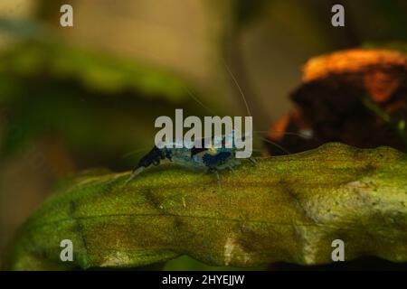Closeup of exotic blue Neocaridina Shrimp on a stone Stock Photo - Alamy