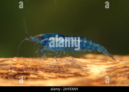 Closeup of exotic blue Neocaridina Shrimp Stock Photo - Alamy