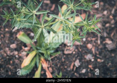 Eryngium foetidum plant with green seed pods end of the stems at ...