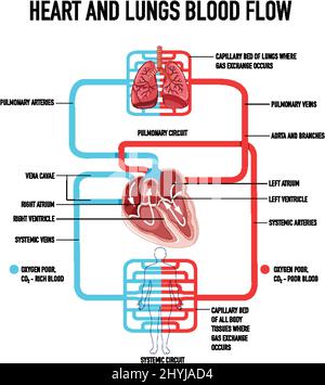 Diagram showing heart and lungs blood flow illustration Stock Vector ...