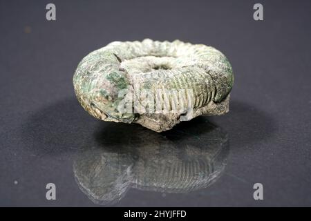 Ammonite is a fossilization of a squid enclosure, photographed here ...