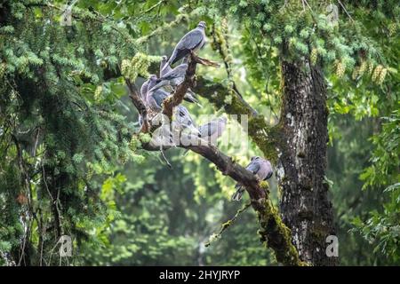 View of beautiful doves on a tree branch in a garden Stock Photo - Alamy