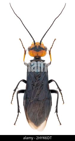 Red-headed pine sawfly or the pine false webworm (Acantholyda ...