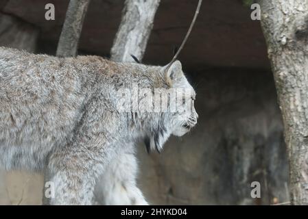 Animals waking up in the spring time from the Minnesota Zoo Stock Photo ...