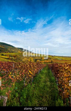 Autumn-coloured forest and vineyards, Burrweiler, near Landau ...