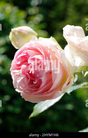 Shrub rose (Rosa), flowers, pink flowers with raindrops, Germany Stock ...