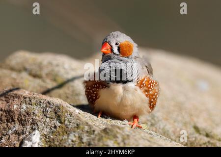Zebra finch sitting on a stone wall, wild bird in nature, Taeniopygia ...