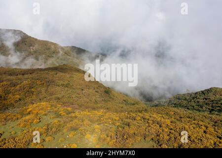 Ravine with mist and gorse on the barren plateau of Paul da Serra ...