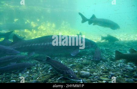 Bassa Bresciana (Bs), Italy, a sturgeons farm Stock Photo - Alamy