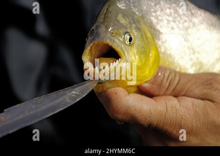 Piranha fish - front view Stock Photo - Alamy