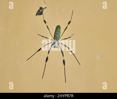 Nephila spider known as golden silk spider due to the color of its web ...