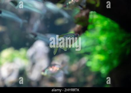 Colorful tetra fish in hobby auqarium with green water plants Stock ...