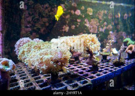 Cultivation of different corals on underwater coral farm, growing ...