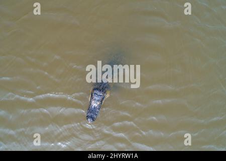 American Alligators in Mobile Bay Stock Photo - Alamy