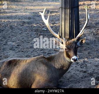 A Bactrian deer (Cervus hanglu bactrianus), also called the Bukhara ...