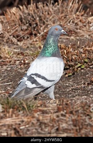 Cute Bird In Central Park Chilling On A Rock Stock Photo - Alamy
