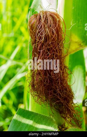 Corn Silk or Stigma, the female flower part of a Corn Plant that needs ...