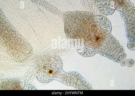 Stinging appendages on juvenile jellyfish, UK Stock Photo - Alamy