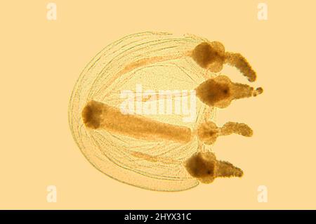 Microscope image of marine plankton juvenile jellyfish, Pembrokeshire ...