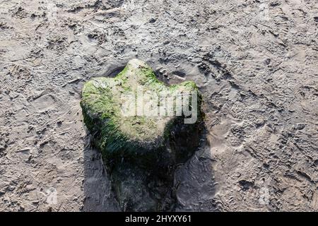 Fossilized Dinosaur Footprint, Compton Beach, Isle of Wight, UK Stock ...