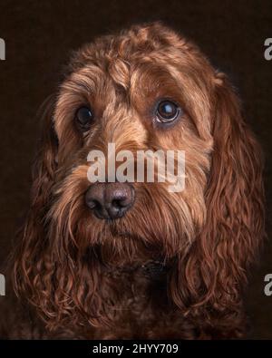 Portrait of cute red cockapoo puppy with curly hair looking towards ...