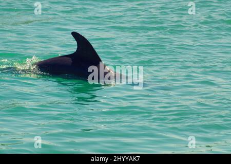 Animals in various poses around the countryside Stock Photo - Alamy