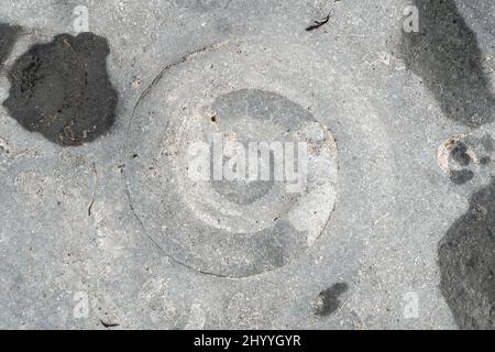 Closeup of fossils in the ammonite pavement at Lyme Regis on the ...