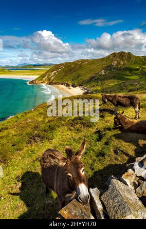 Donkeys at Tranarossan Beach, Rosguill, County Donegal, Ireland Stock ...