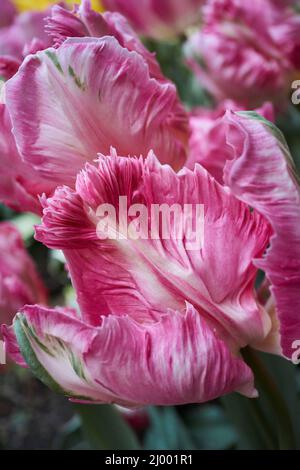 Fancy tulip close up Stock Photo - Alamy