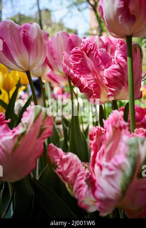 Close-up of fancy frill tulips at dramatic angle Stock Photo - Alamy