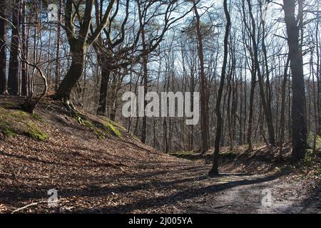 Photo of trees in a forest in Maransart town, Lasne, Belgium after a ...