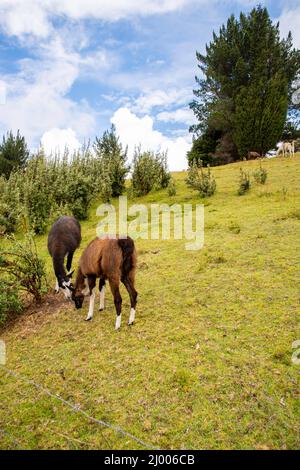 Llama on a rural farum near Otavalo, Ecuador Stock Photo - Alamy