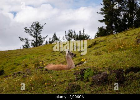 Llama on a rural farum near Otavalo, Ecuador Stock Photo - Alamy
