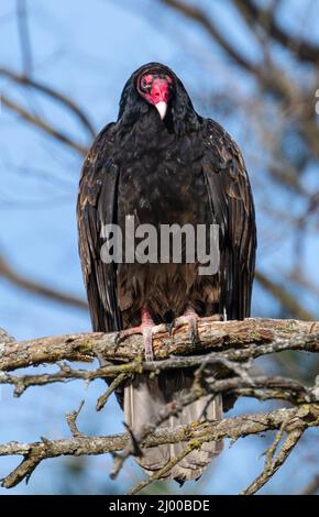 Vertical shot of a turkey vulture perched in a tree Stock Photo - Alamy