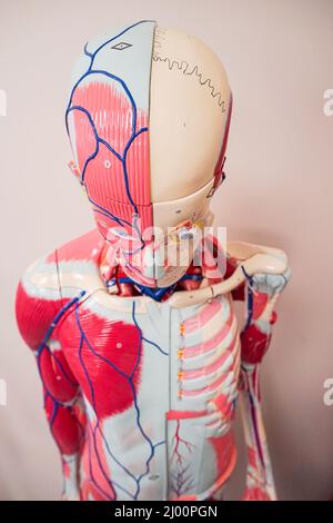 human anatomy anatomical model hospital ward setting clinical skills ...