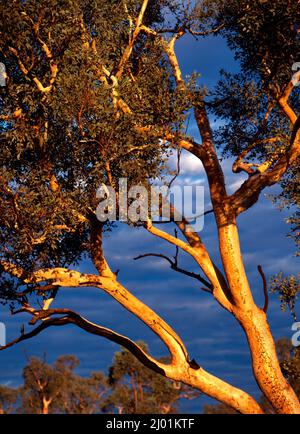 Eucalyptus Gum Tree, Pilbara, Northwest Australia Stock Photo - Alamy