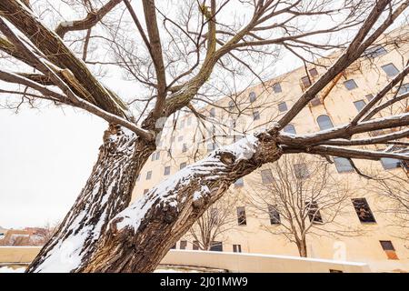The Survivor Tree and snow at the Oklahoma City Bombing Memorial ...