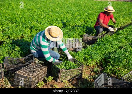 Farm workers gathering young parsley on plantation Stock Photo - Alamy