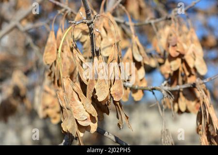Beautiful and unusual autumn, a lot of dry maple seeds on the branches ...